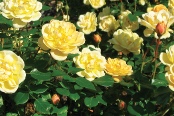 Roses | Gardeners Confidence Collection®