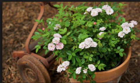 Sunrosa™ Soft Pink | Gardeners Confidence Collection®