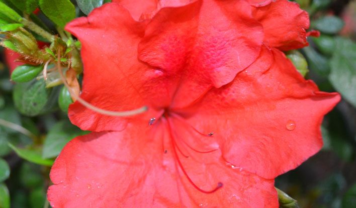 Apricot Beauty | Gardeners Confidence Collection®