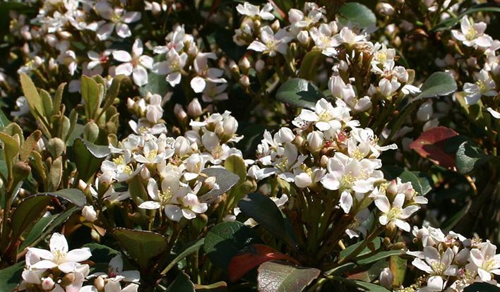 Snowcap® | Gardeners Confidence Collection®