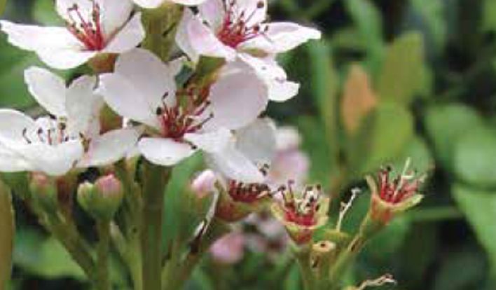 Snowcap® | Gardeners Confidence Collection®