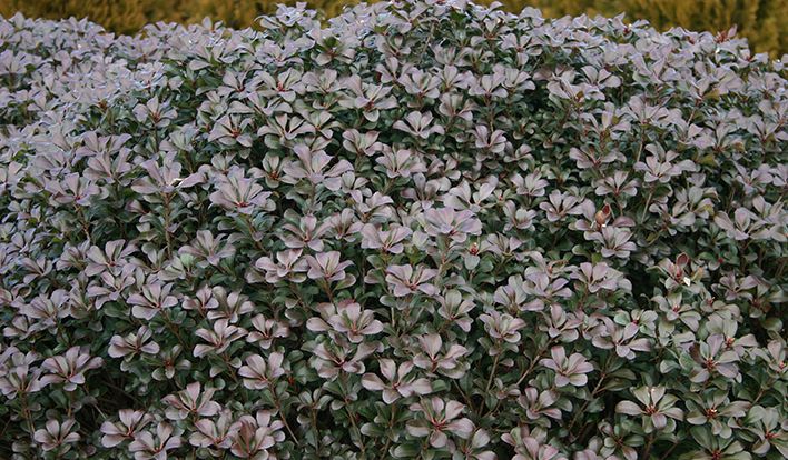 Snowcap® | Gardeners Confidence Collection®