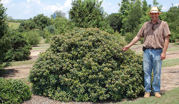 Snowcap® | Gardeners Confidence Collection®