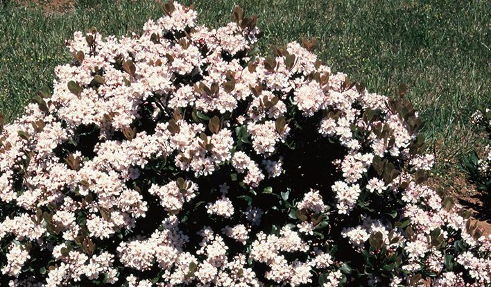 Snowcap® | Gardeners Confidence Collection®